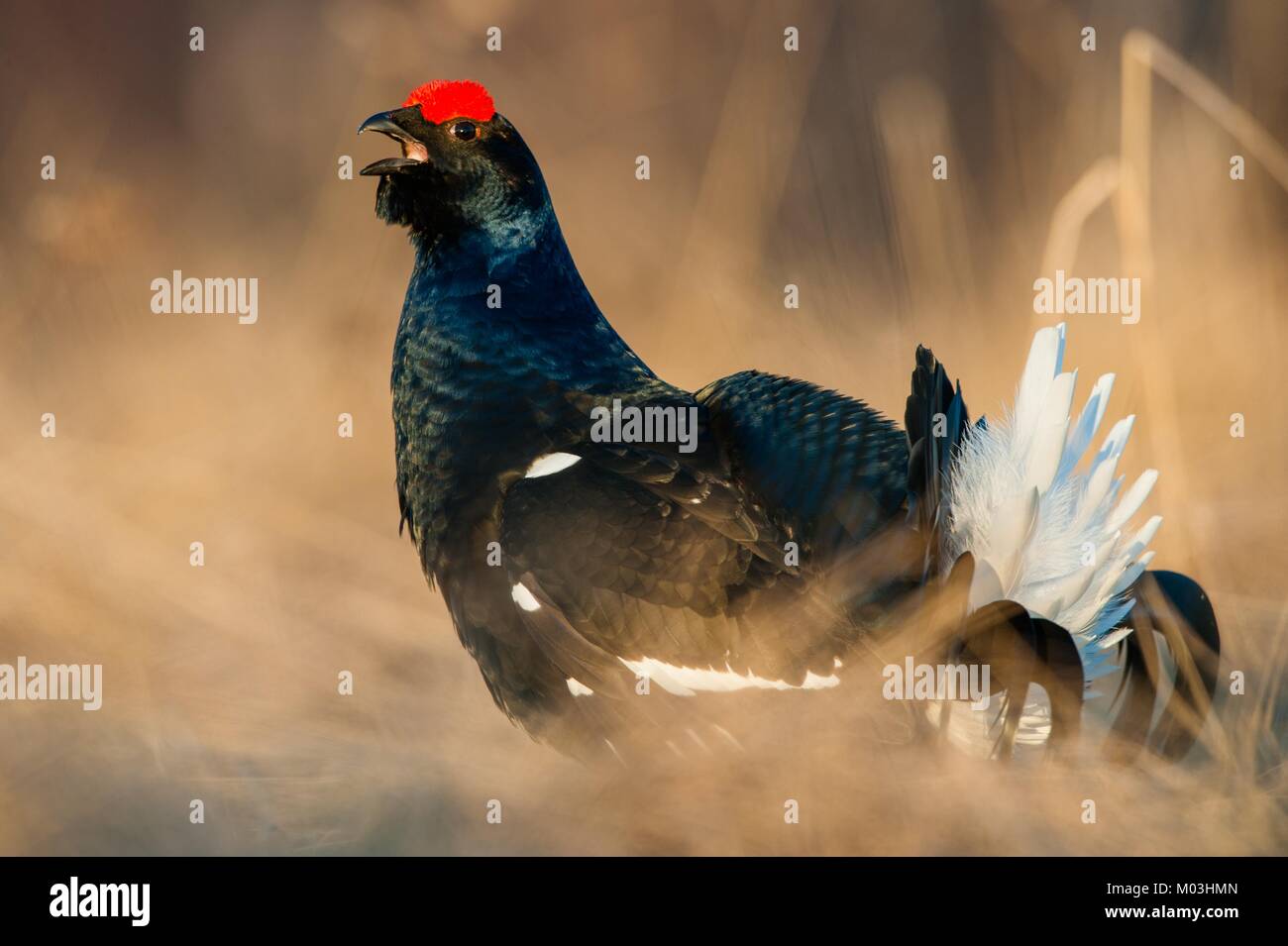 Birkhuhn, tétras (Tetrao tetrix), (Lyrurus tetrix blackgame). Close up ...