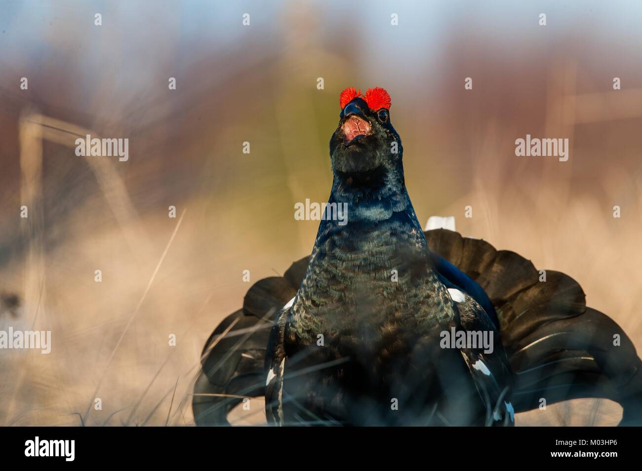 Birkhuhn, tétras (Tetrao tetrix), (Lyrurus tetrix blackgame). Close up ...