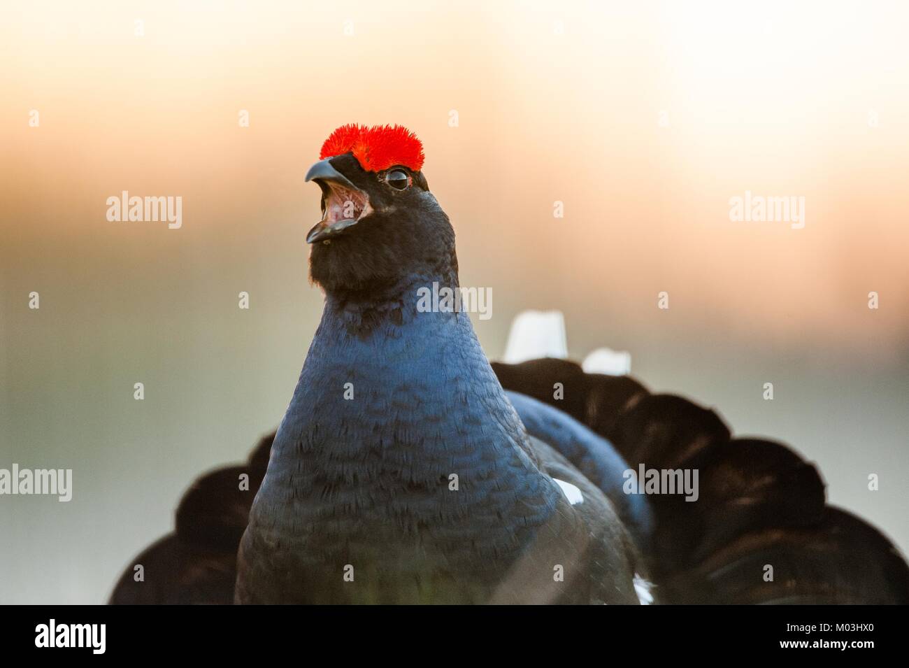 Birkhuhn, tétras (Tetrao tetrix), (Lyrurus tetrix blackgame). Close up ...