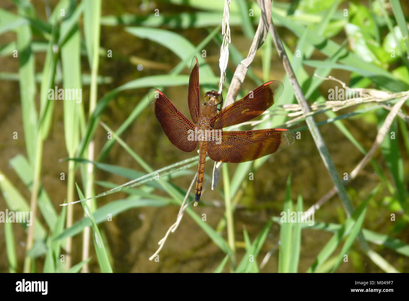 Neurothemis terminata Banque de photographies et d’images à haute ...