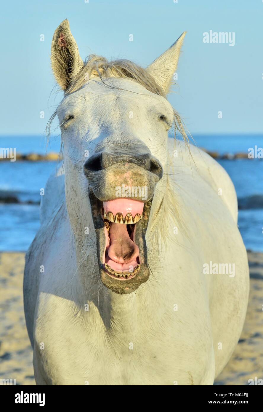 Portrait d'un drôle de rire cheval. Cheval de Camargue le bâillement ...