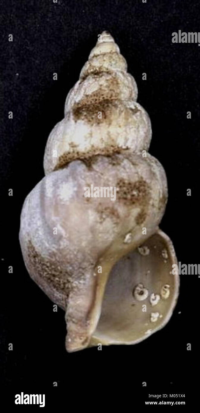Buccinum scalariforme est une espèce d'escargot de mer connue pour son ...