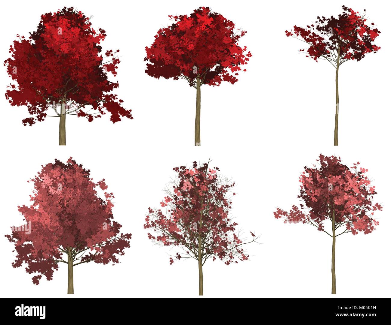 Arbre maple Banque d'images vectorielles - Alamy