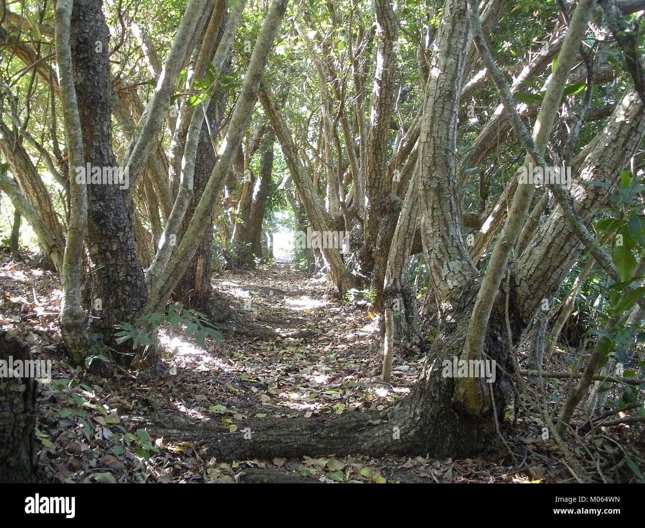 Un arbre calophyllum inophyllum Banque de photographies et d’images à ...