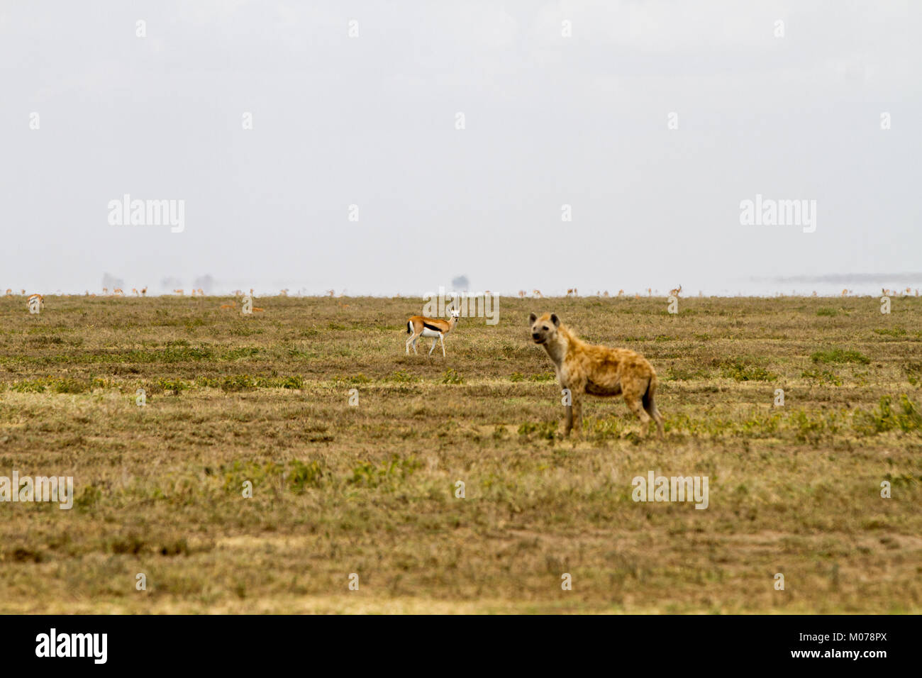 La Hyène tachetée (Crocuta crocuta), aussi connu sous le rire est une ...