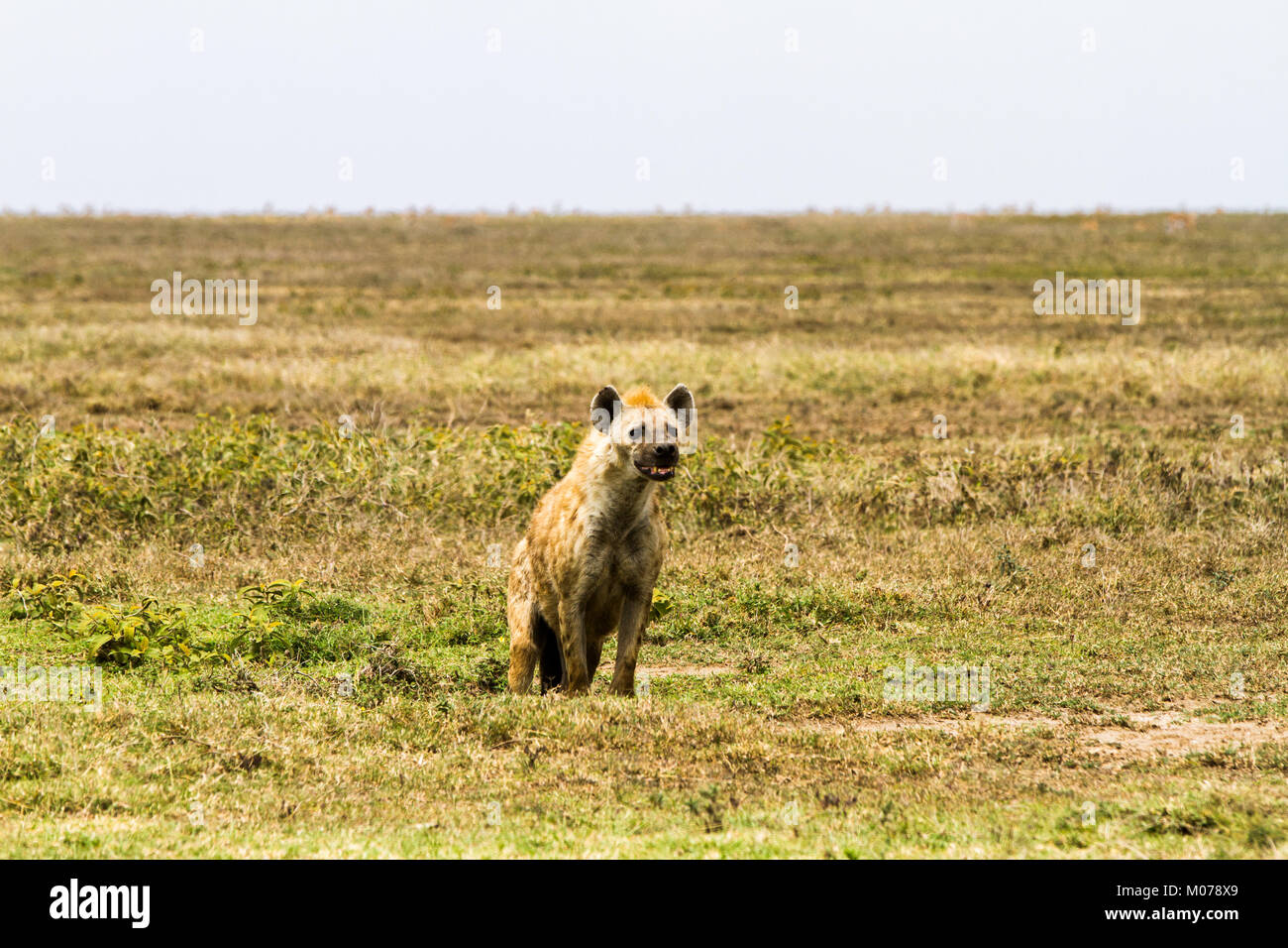 La Hyène tachetée (Crocuta crocuta), aussi connu sous le rire est une ...