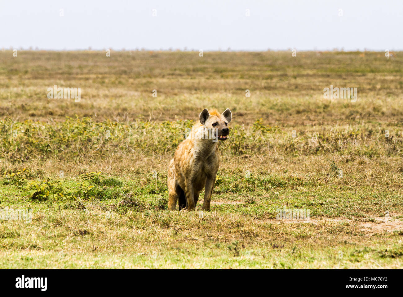 La Hyène tachetée (Crocuta crocuta), aussi connu sous le rire est une ...