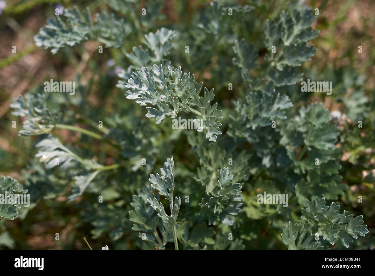 Artemisia absinthium wormwood close up Banque de photographies et d’images à haute résolution ...