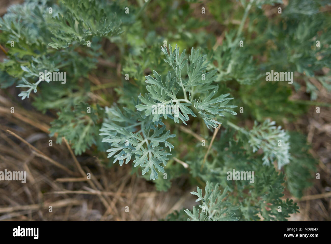 Artemisia absinthium wormwood close up Banque de photographies et d’images à haute résolution ...