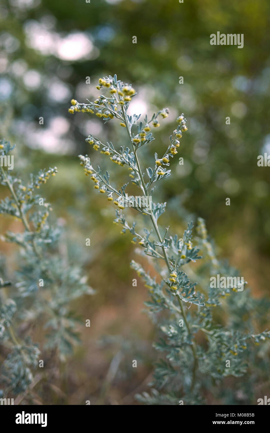 Artemisia absinthium Banque de photographies et d’images à haute résolution - Alamy