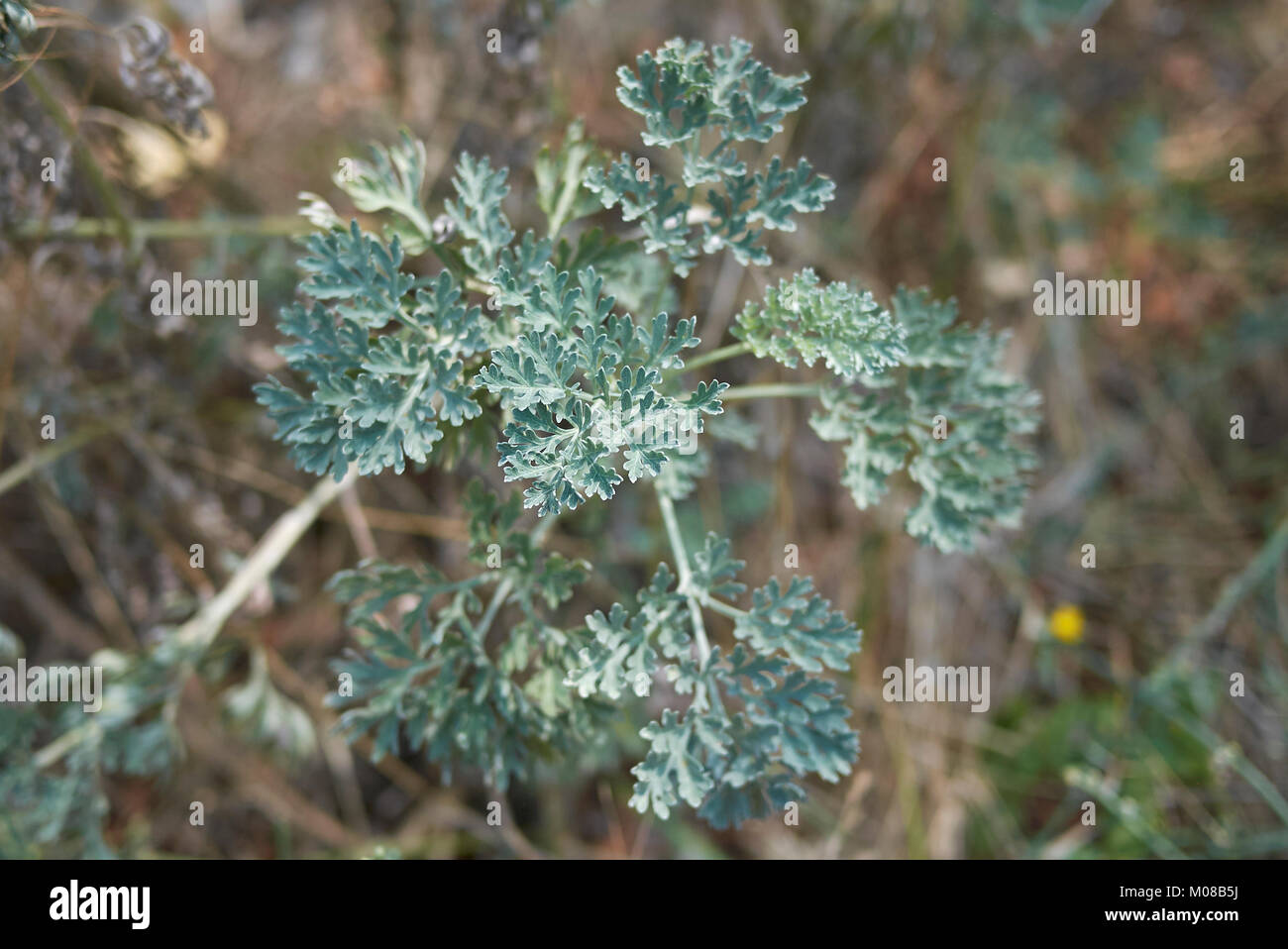 Artemisia absinthium wormwood close up Banque de photographies et d’images à haute résolution ...
