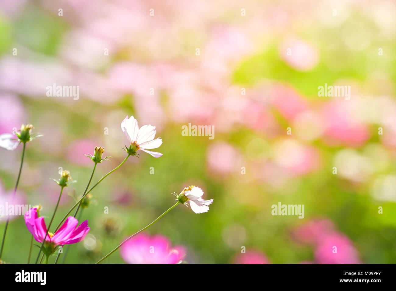 Fleur au vent Banque de photographies et d’images à haute résolution ...