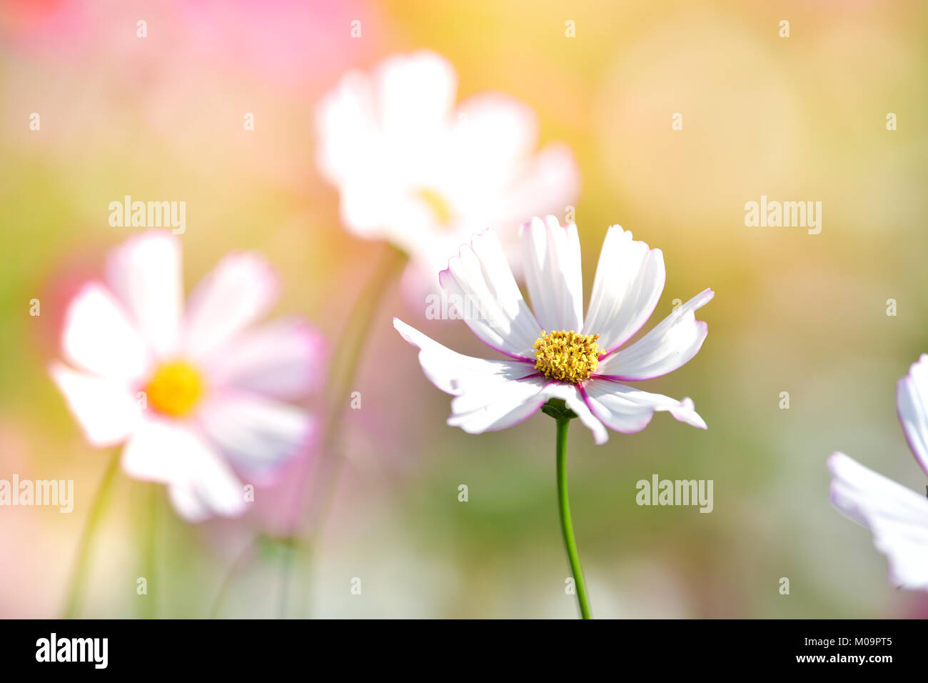 Fleur au vent Banque de photographies et d’images à haute résolution ...