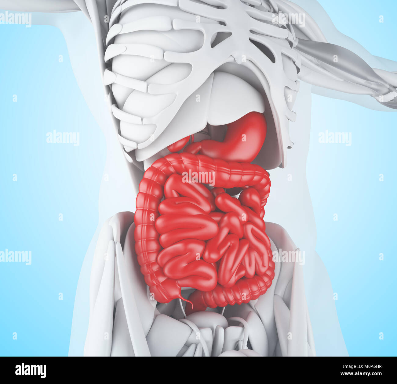 Appareil digestif anatomy Banque de photographies et d’images à haute ...
