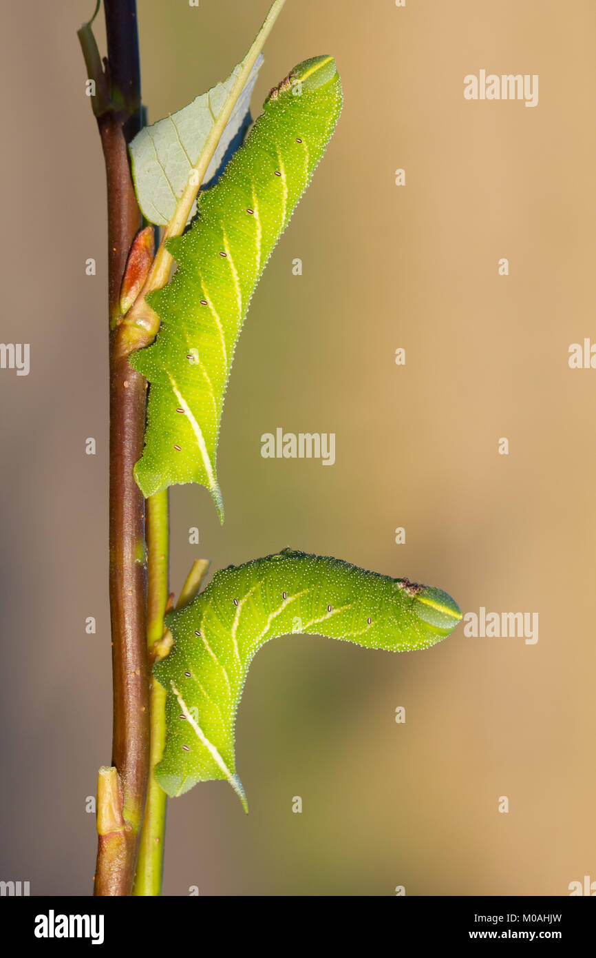 Chenille hawkmoth aux yeux Banque de photographies et d’images à haute ...