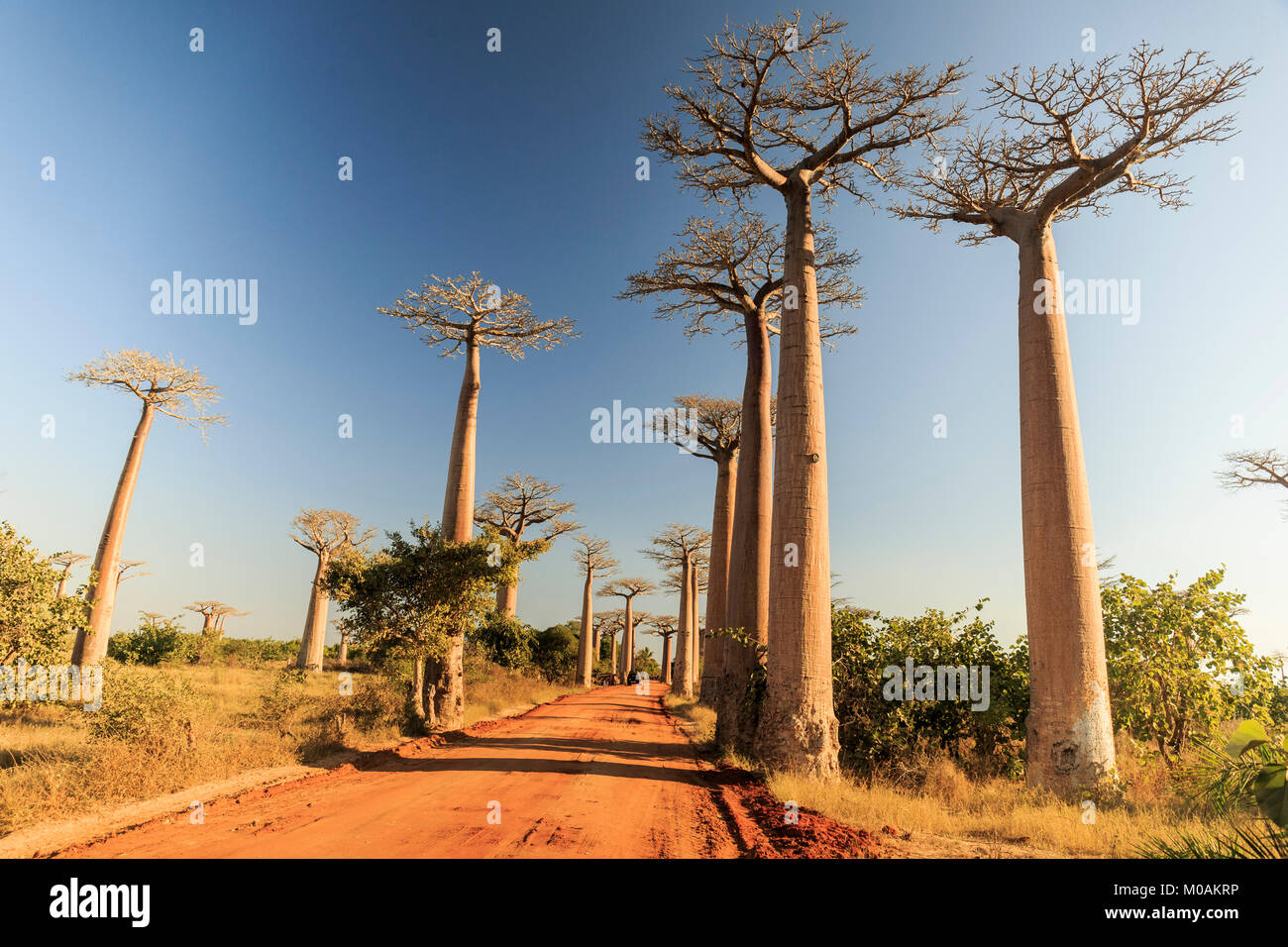 Baobab afrique Banque de photographies et d’images à haute résolution ...