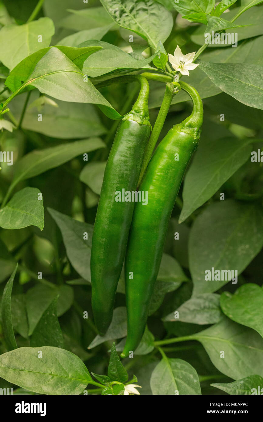 Piment hybride Banque de photographies et d’images à haute résolution ...