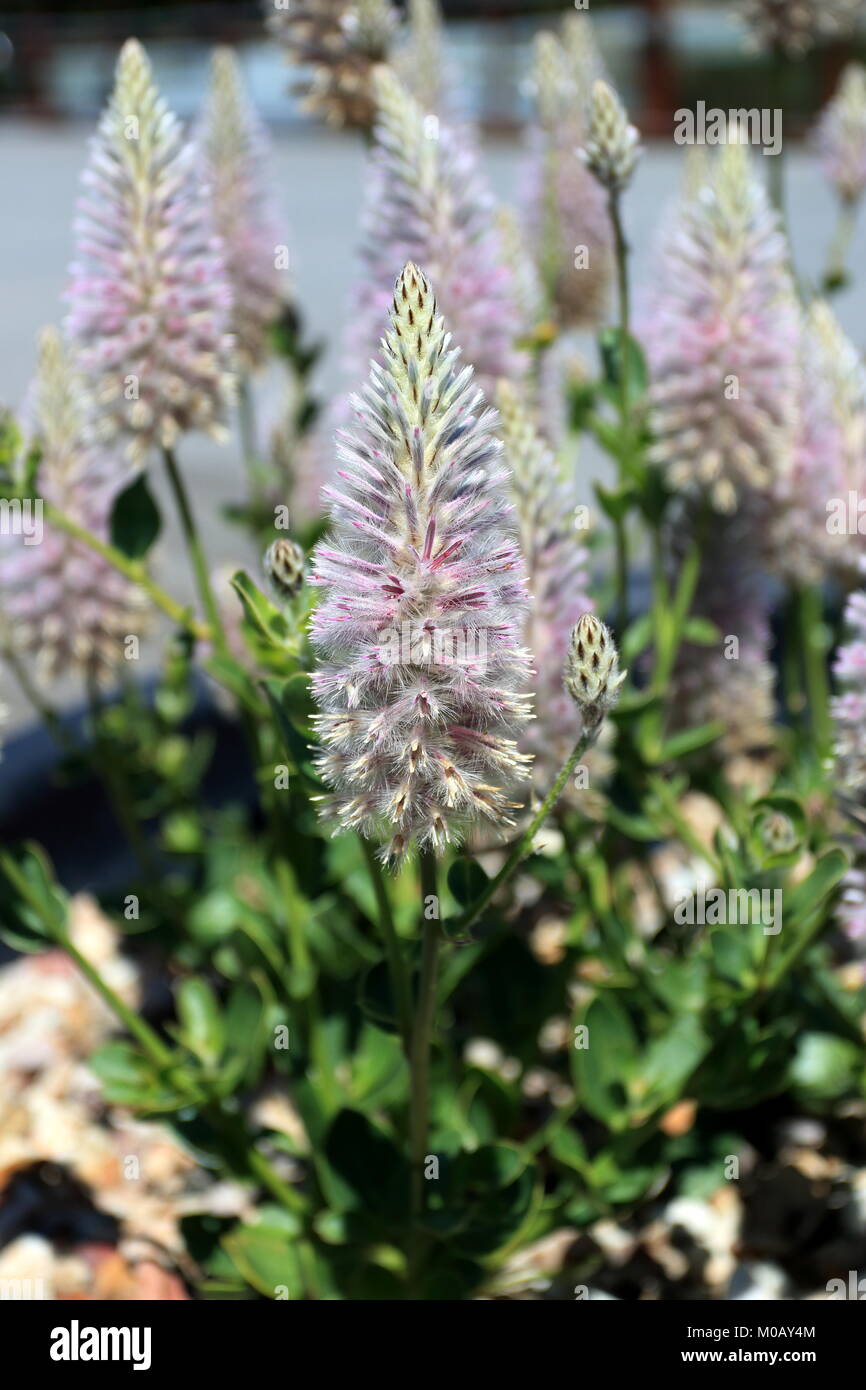 Ptilotus nobilis Banque de photographies et d’images à haute résolution ...