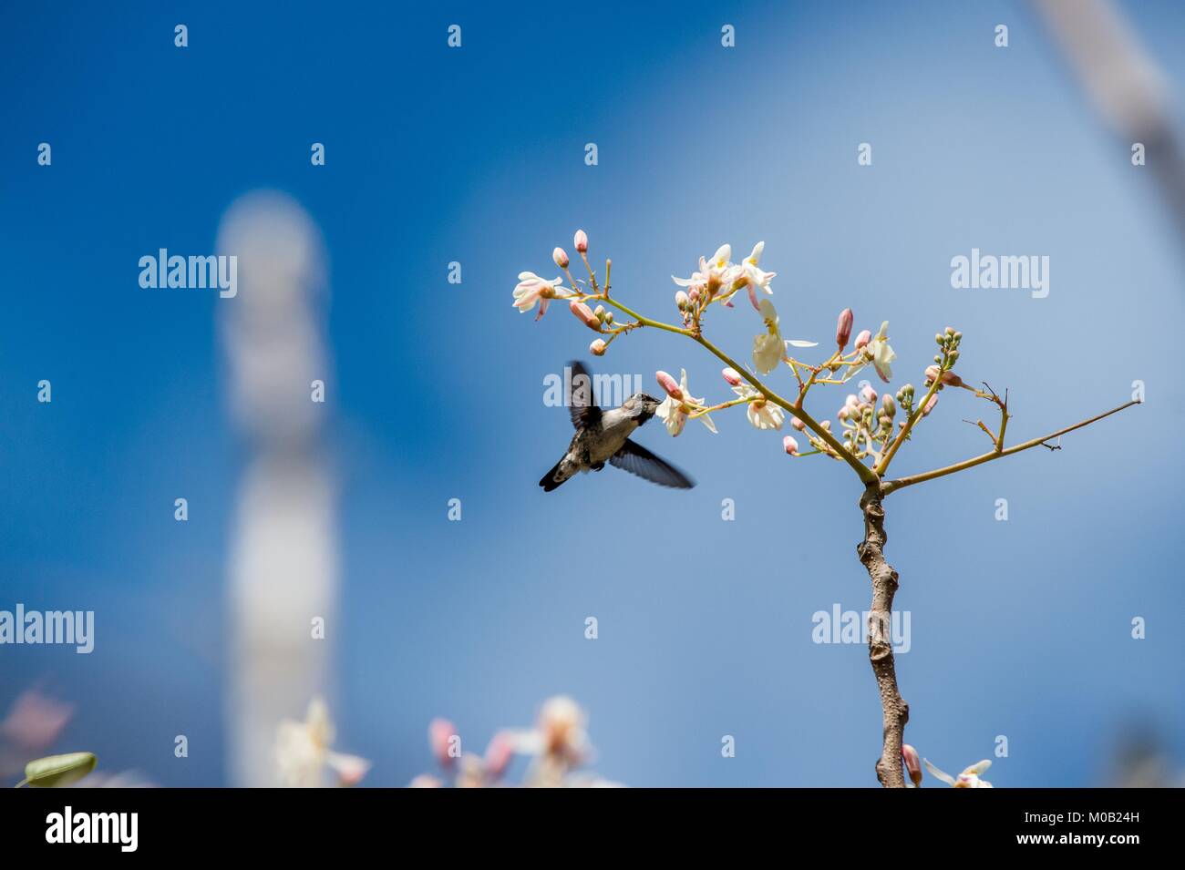 Colibri abeille male Banque de photographies et d’images à haute ...