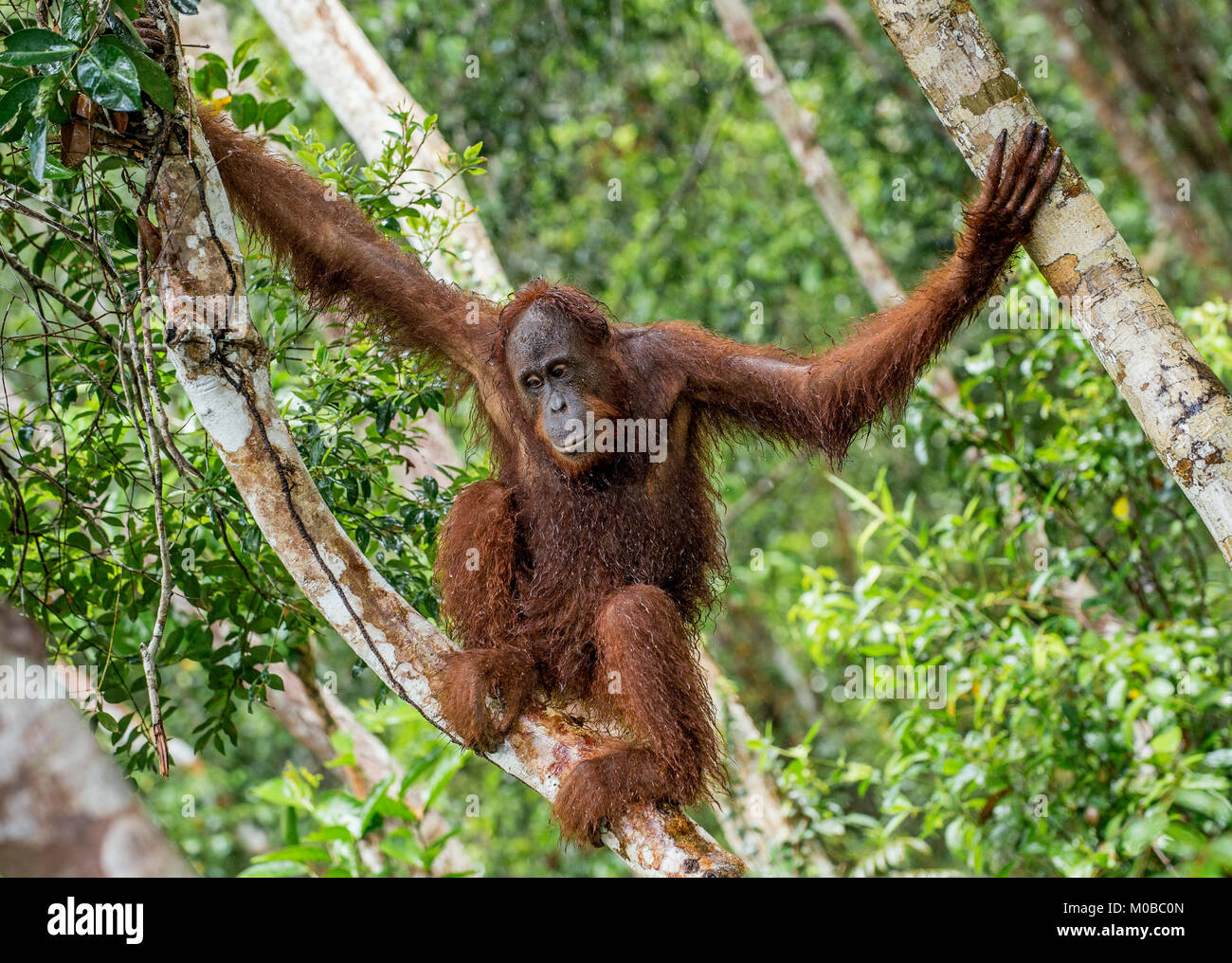 Orang-outan sur l'arbre sous la pluie dans la nature sauvage. L'orang ...