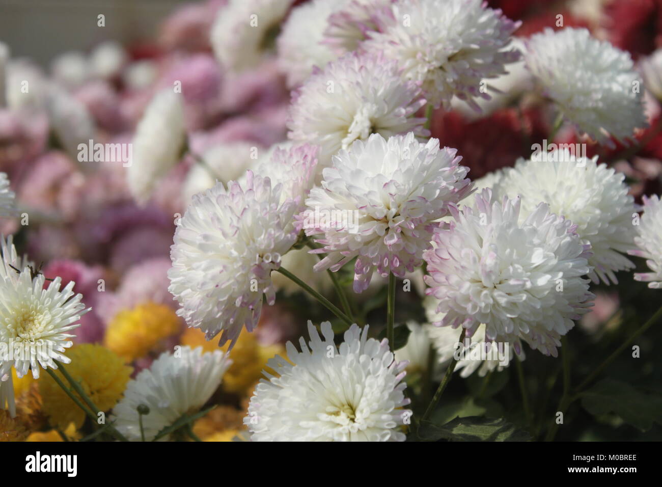 Différents types de fleurs Photo Stock - Alamy