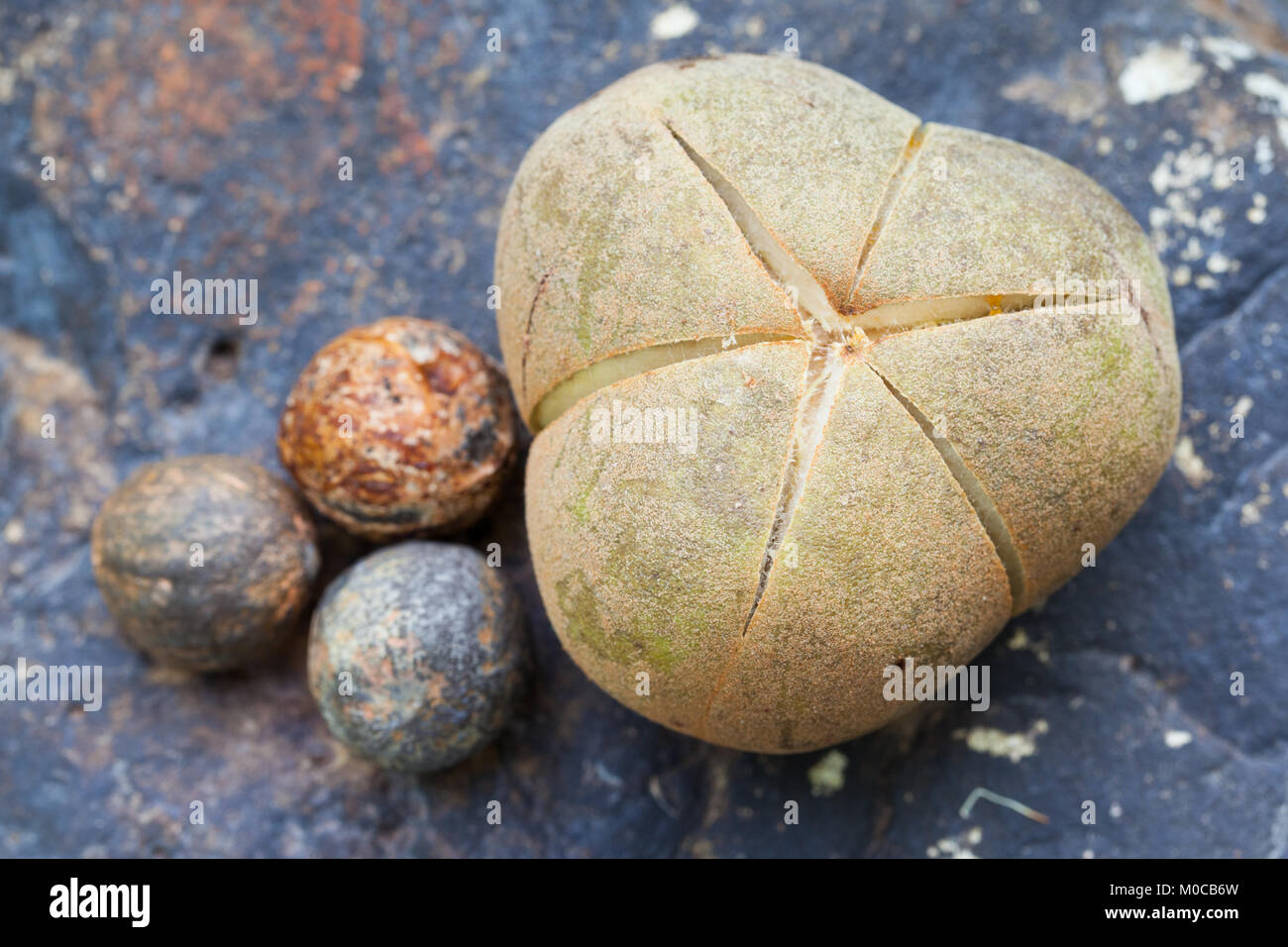 (Aleurites rockinghamensis Candlenut) fruits mûrs et les graines. Cow ...