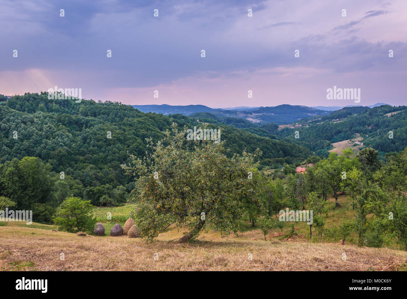 Apple tree sur une ferme entre la ville de Guča et Vuckovica village de ...