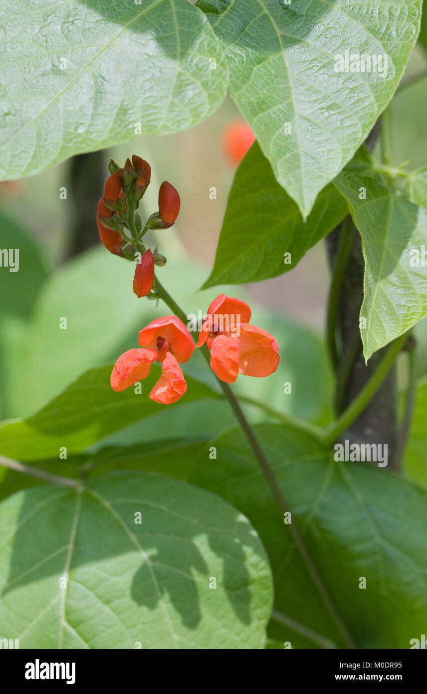 Fleur de plante de haricot vert Banque de photographies et d’images à ...
