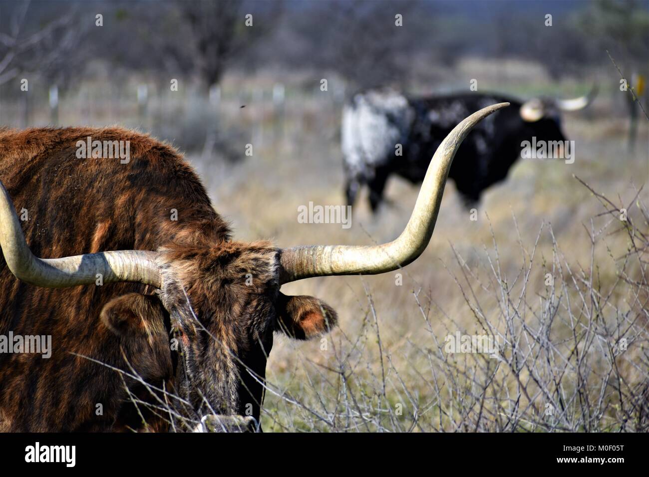 Les longhorns Banque de photographies et d’images à haute résolution ...