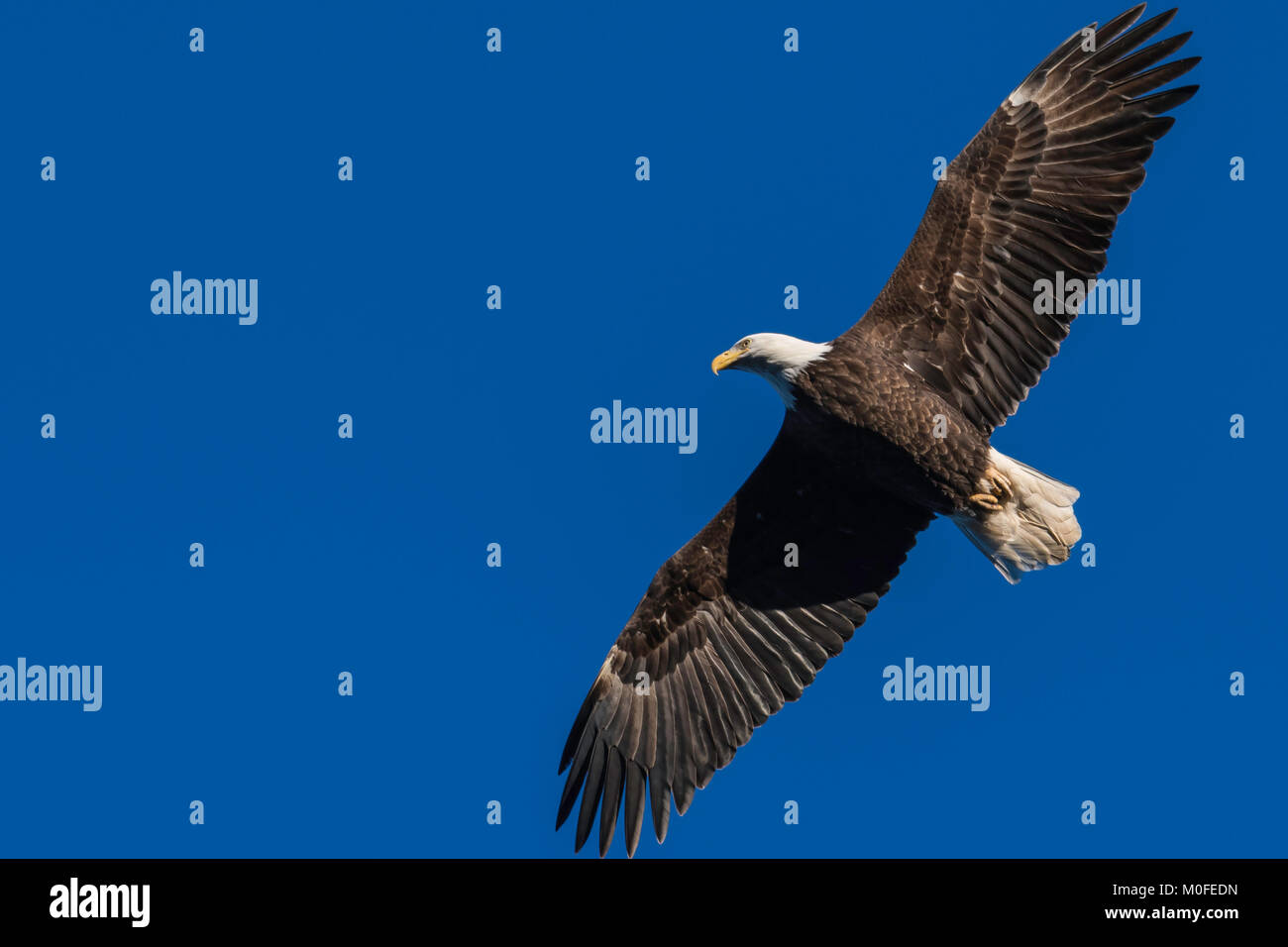 Pygargue à tête blanche en vol avec des ailes déployées dans le bleu de ...