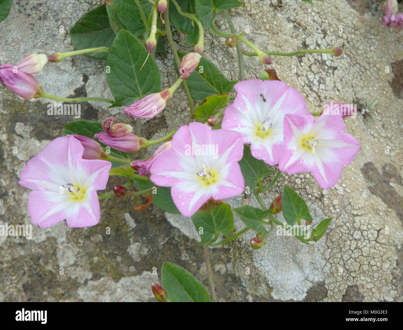 Fleurs de liseron fleurs Banque de photographies et d’images à haute ...