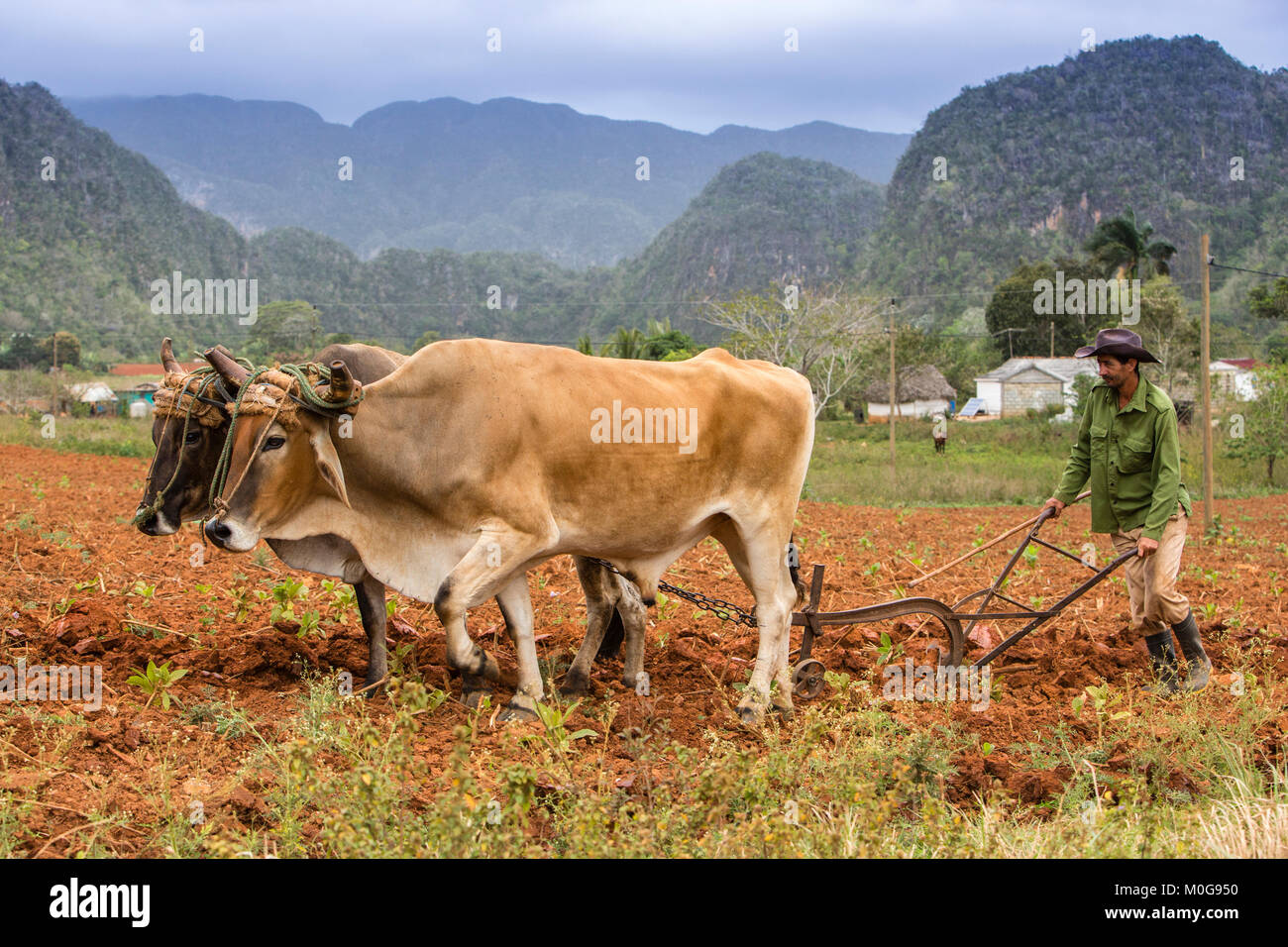 Boeufs labourant les champs Banque de photographies et d’images à haute ...