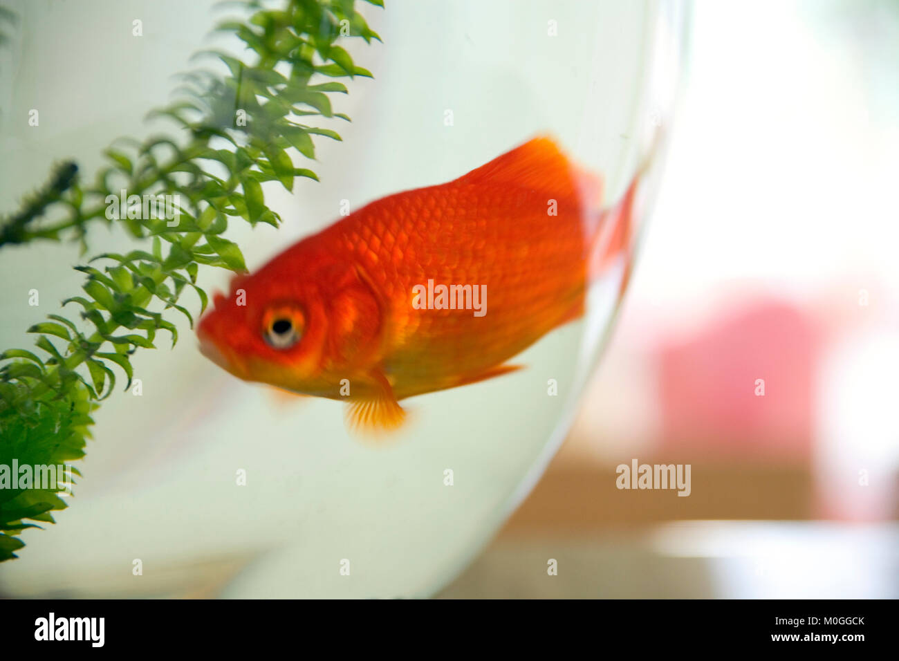 Verre poisson rouge Banque de photographies et d’images à haute ...