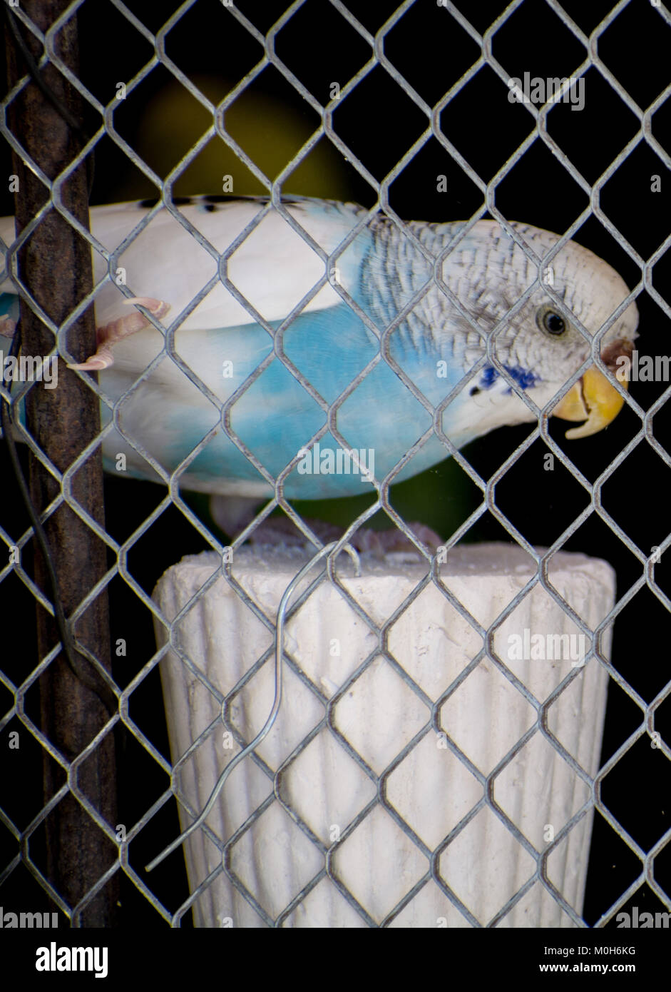 Perruche femelle blanche et bleue Banque de photographies et d’images à ...