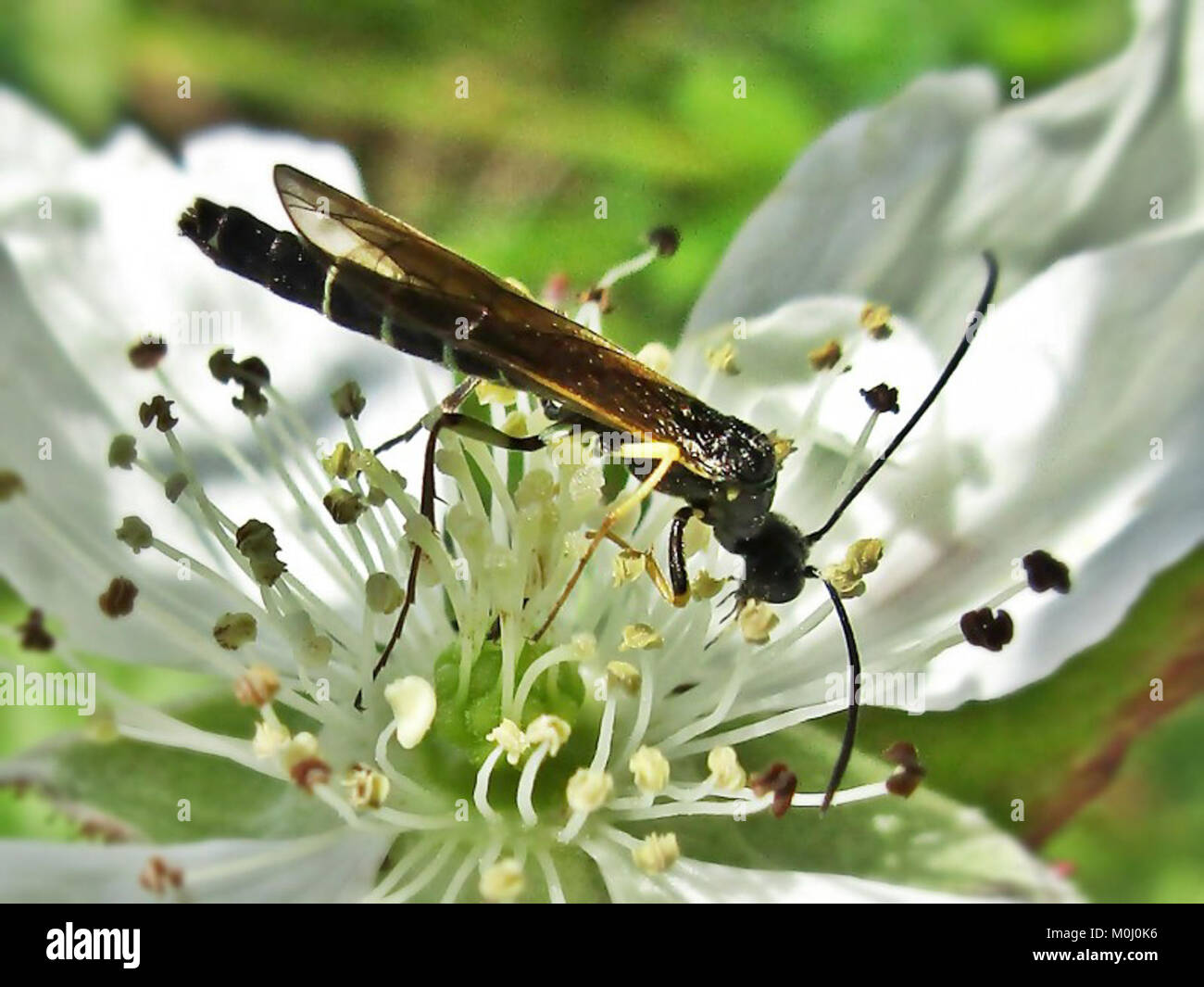 Cephidae Banque de photographies et d’images à haute résolution - Alamy