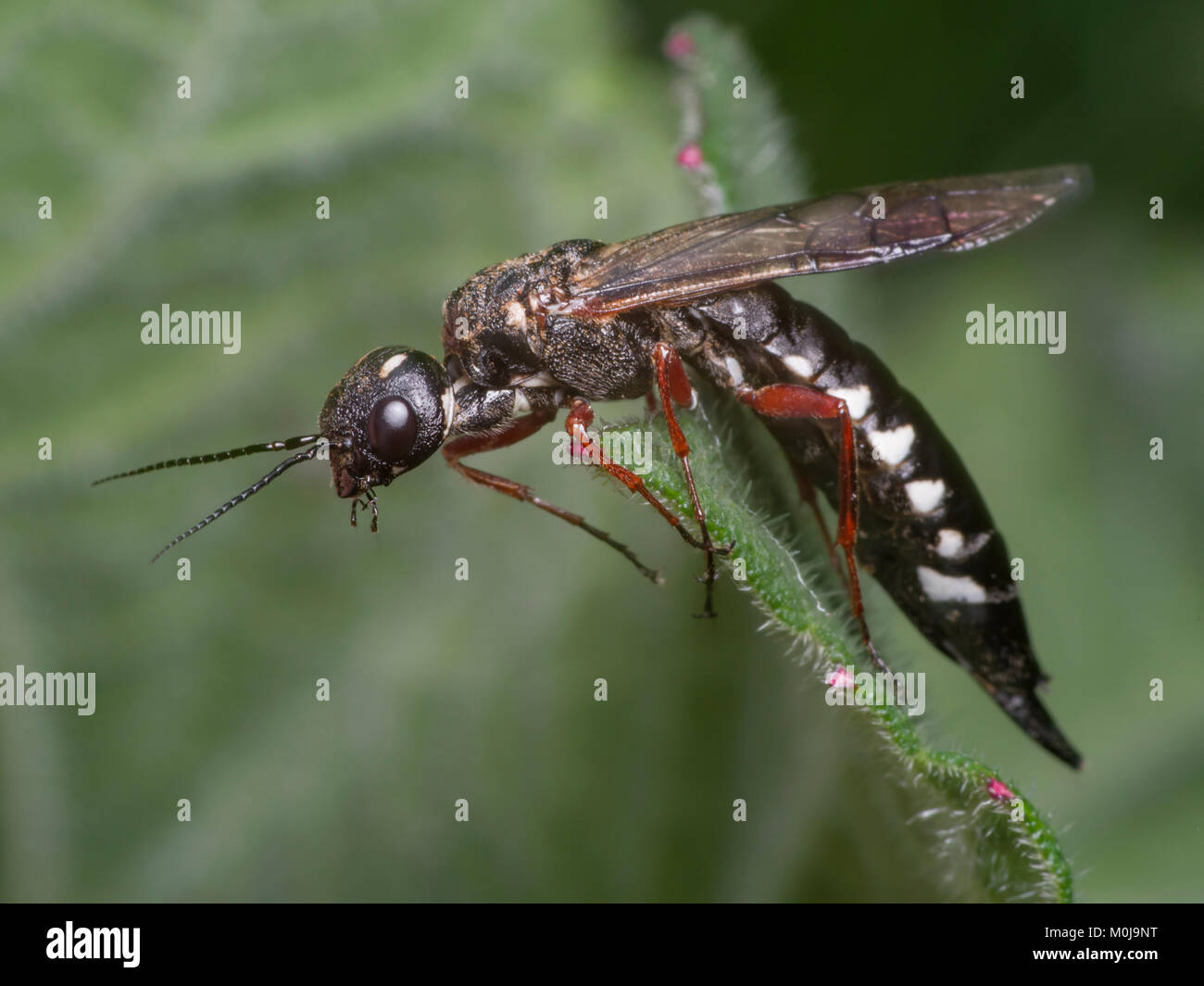 Guêpe Noire Banque d'image et photos - Alamy