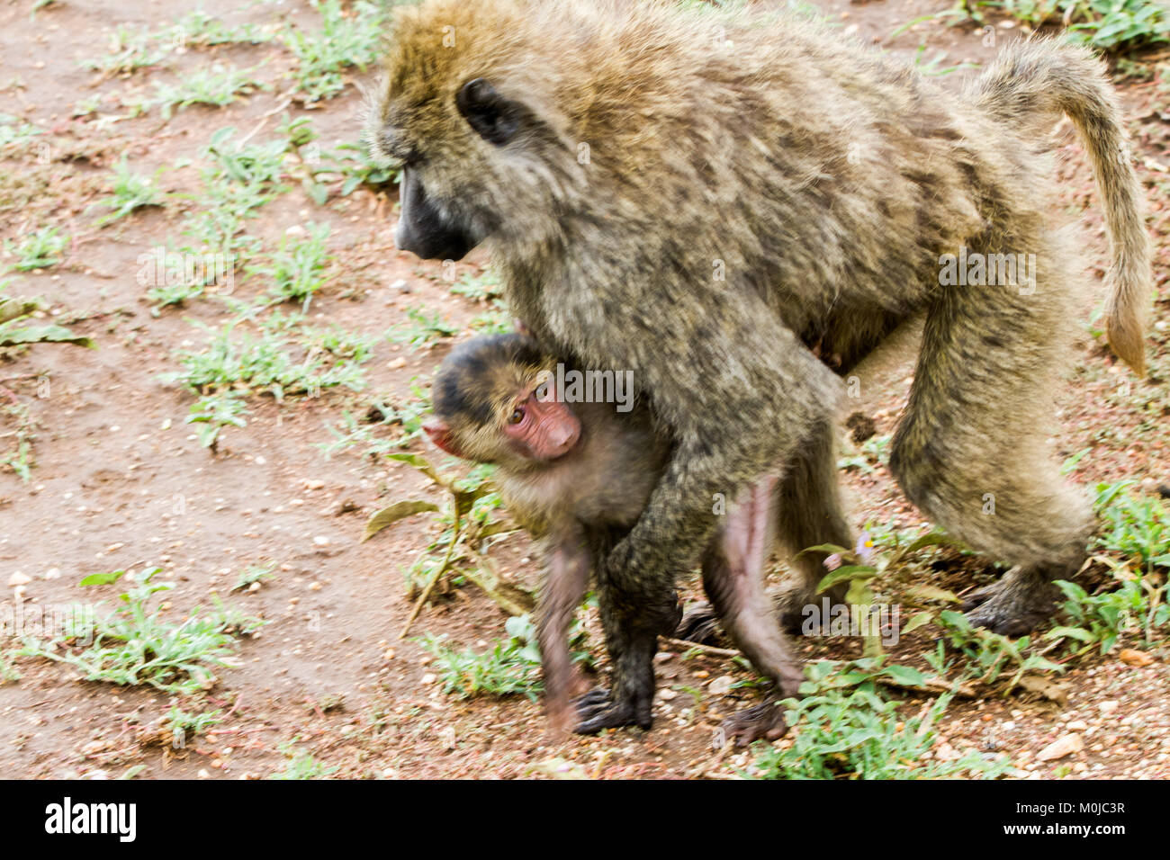 Un singe (Chlorocebus pygerythrus), petit, noir face singe avec une ...