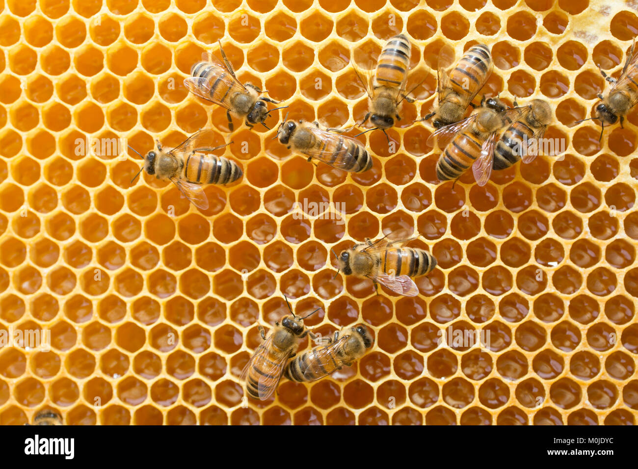 Apiculture : abeilles sur un cadre de la ruche. Collecte d'abeilles ...