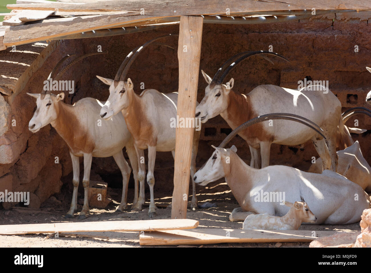 Oryx anatomy Banque de photographies et d’images à haute résolution - Alamy
