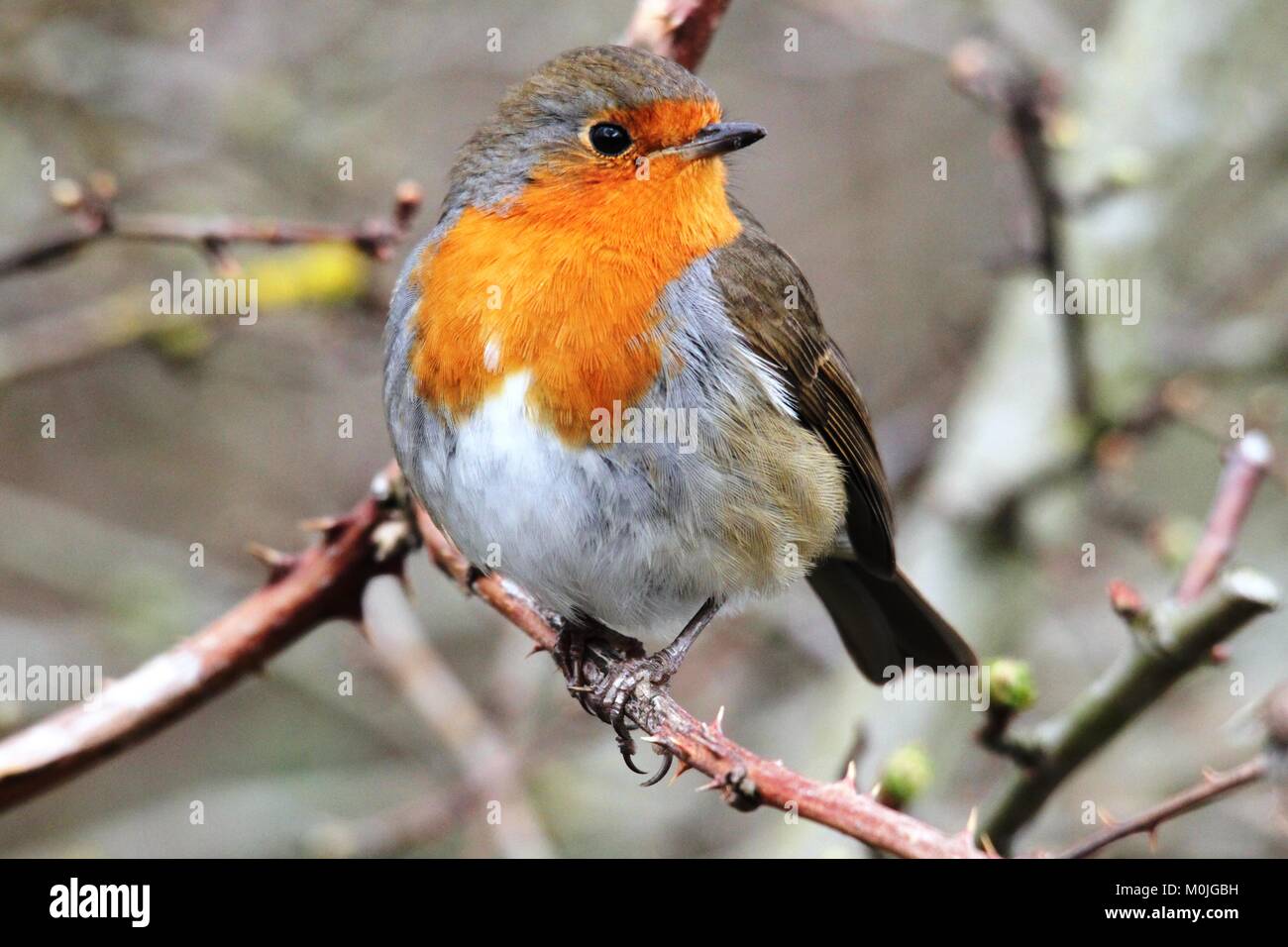 Robin oiseau oiseaux Banque de photographies et d’images à haute ...