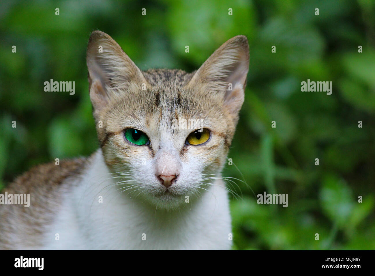 Couleurs des yeux Banque de photographies et d’images à haute ...