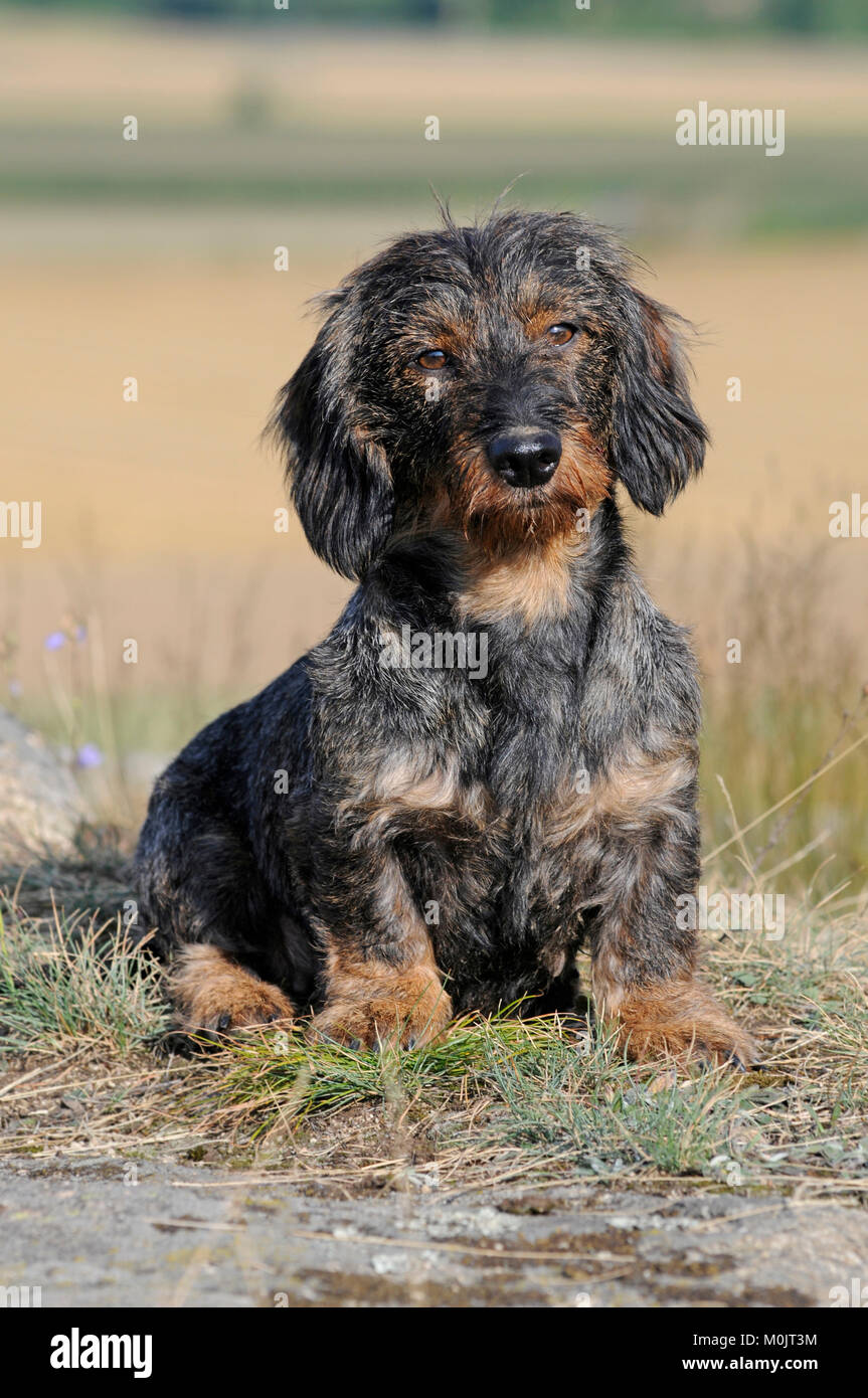 Teckel assis Banque de photographies et d’images à haute résolution - Alamy