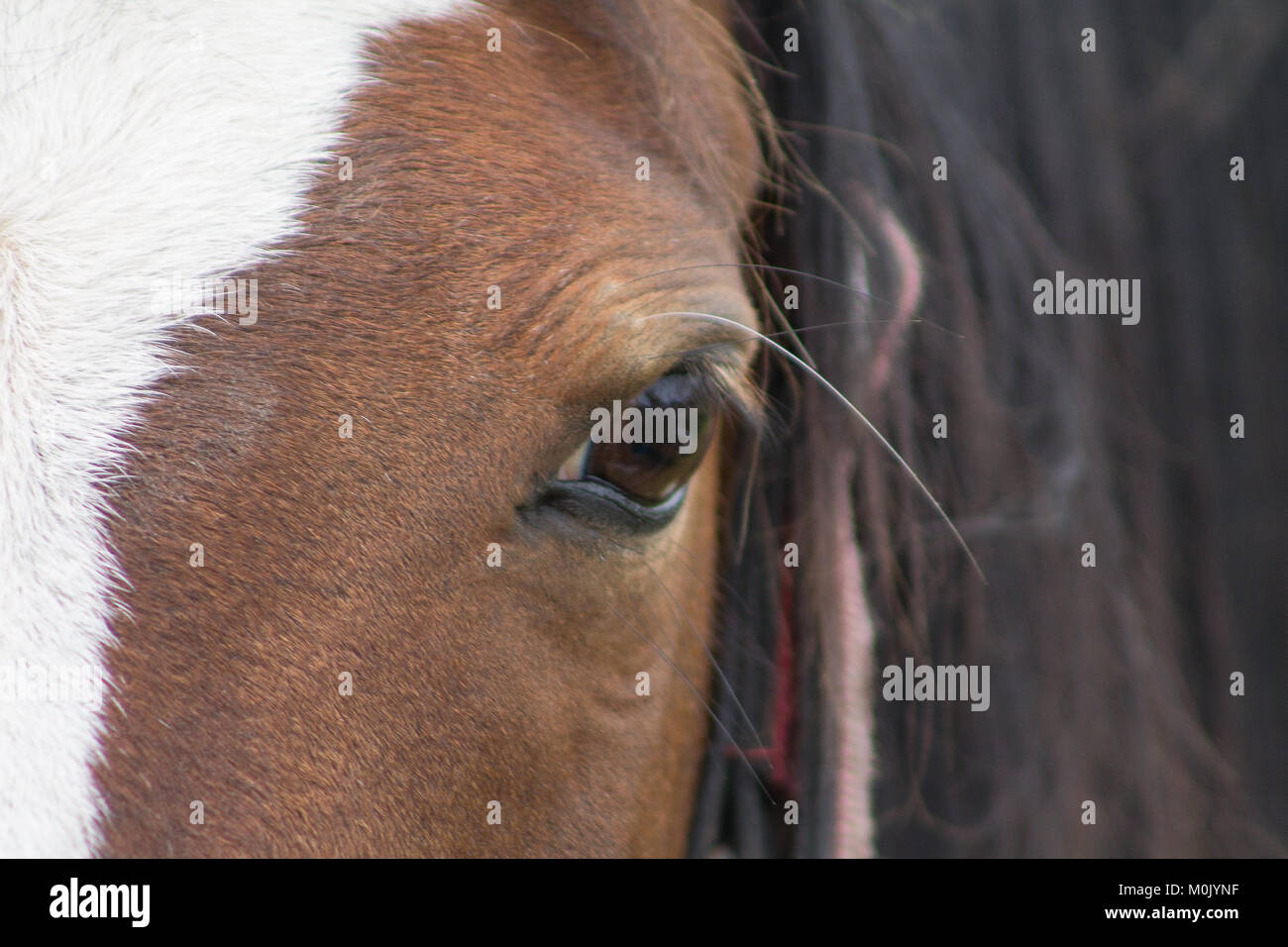 Gros chevaux bruns Banque de photographies et d’images à haute ...