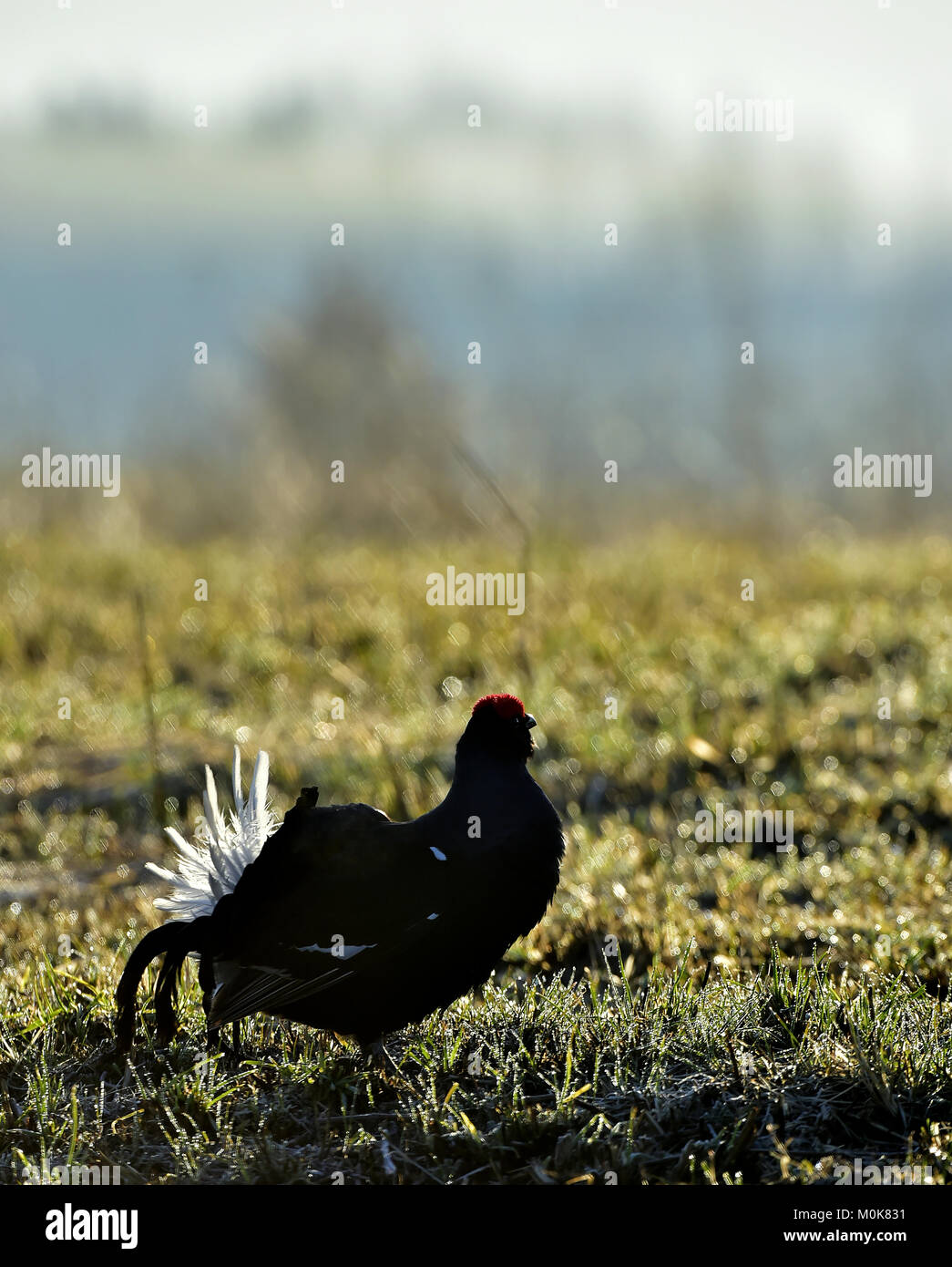 Birkhuhn, tétras (Tetrao tetrix), (Lyrurus tetrix blackgame). Close up ...
