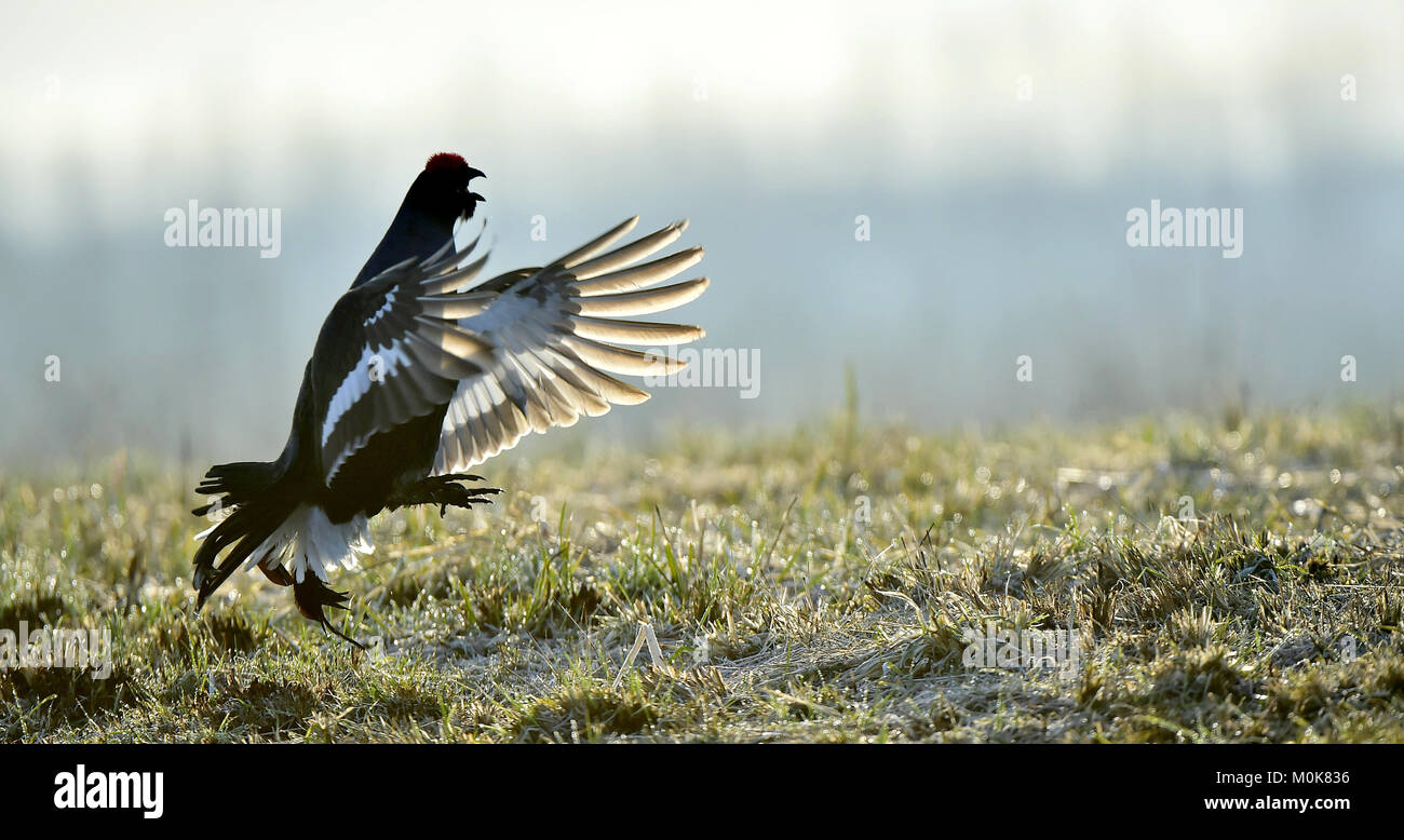 Birkhuhn, tétras (Tetrao tetrix), (Lyrurus tetrix blackgame). Close up ...