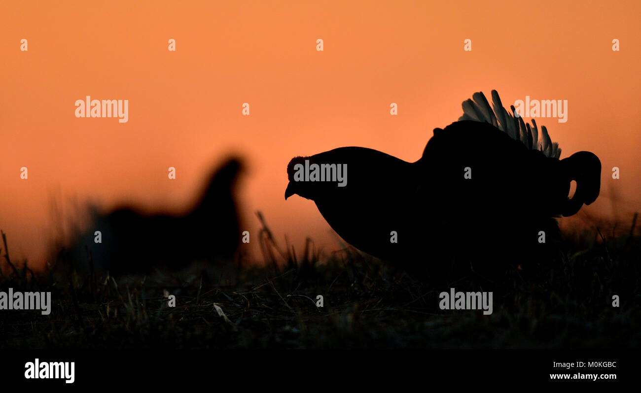 Silhouette de tétras-rouge sur fond de ciel. (Tetrao tetrix), (Lyrurus ...