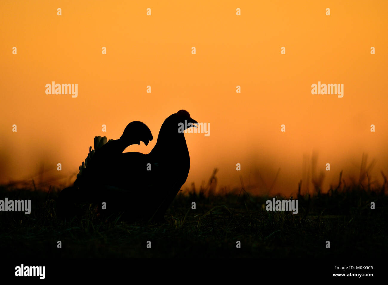 Silhouette de tétras-rouge sur fond de ciel. (Tetrao tetrix), (Lyrurus ...