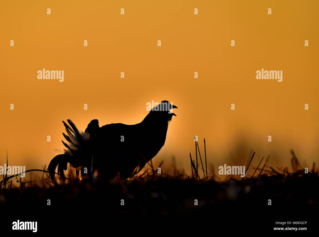 Silhouette de tétras-rouge sur fond de ciel. (Tetrao tetrix), (Lyrurus ...