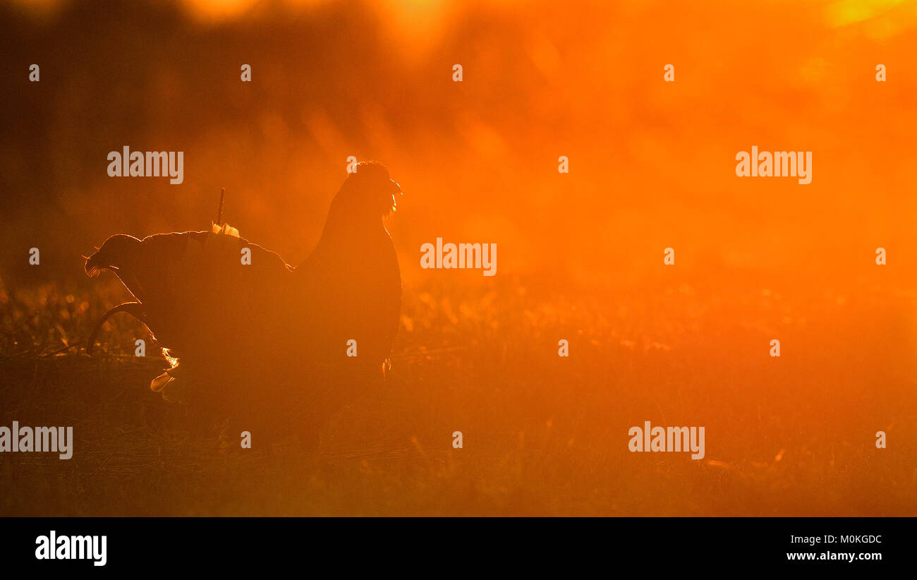 Silhouette de tétras-rouge sur fond de ciel. (Tetrao tetrix), (Lyrurus ...