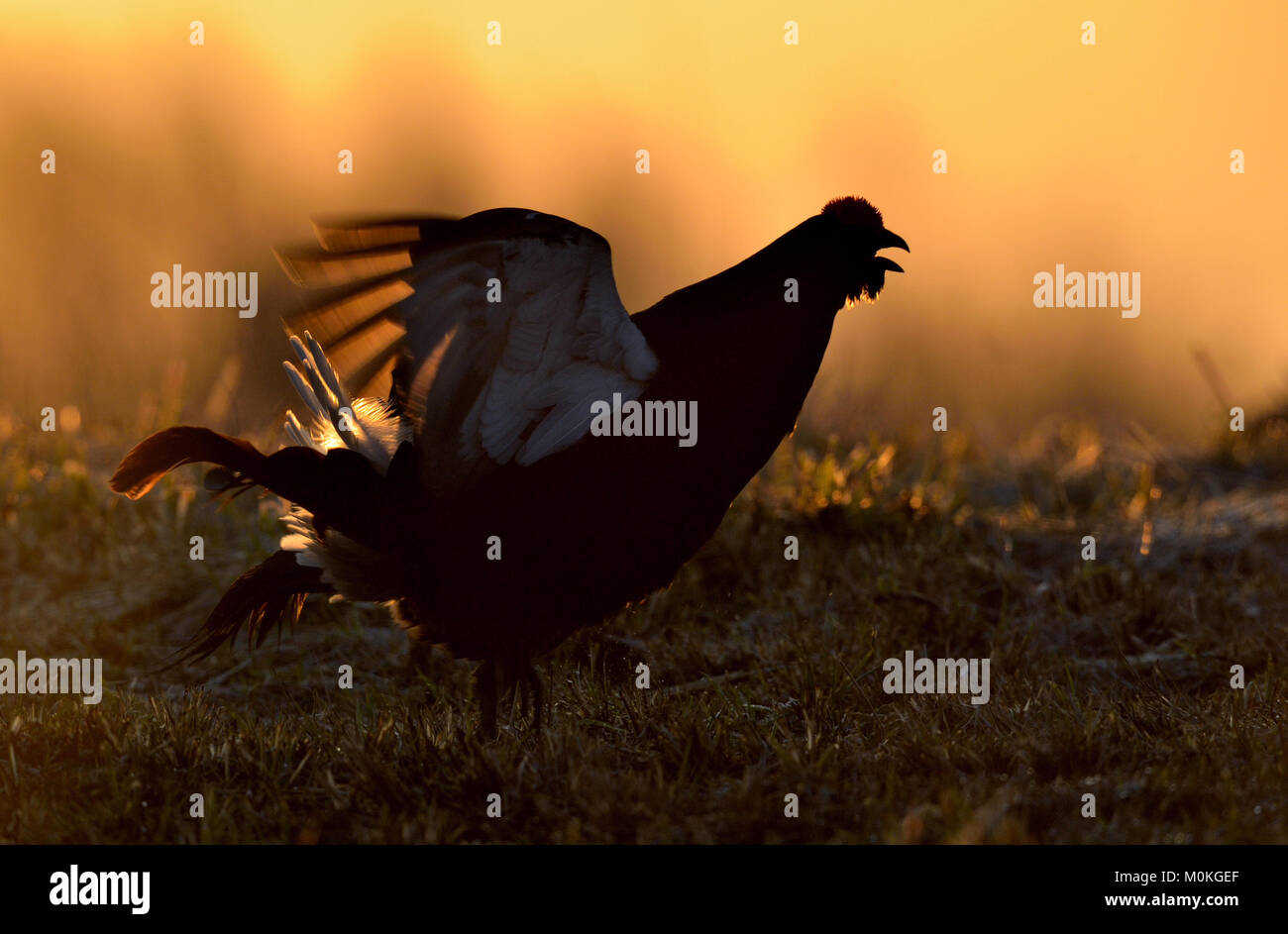 Silhouette de tétras-rouge sur fond de ciel. (Tetrao tetrix), (Lyrurus ...